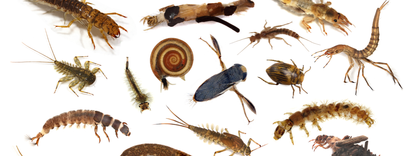 Freshwater Invertebrate Image Library | Wildfish
