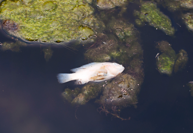 WildFish | Working To Protect Wild Fish & Their Waters