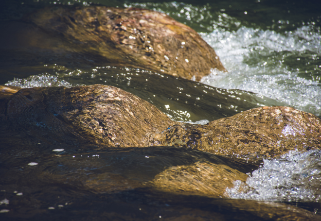 WildFish | Working To Protect Wild Fish & Their Waters