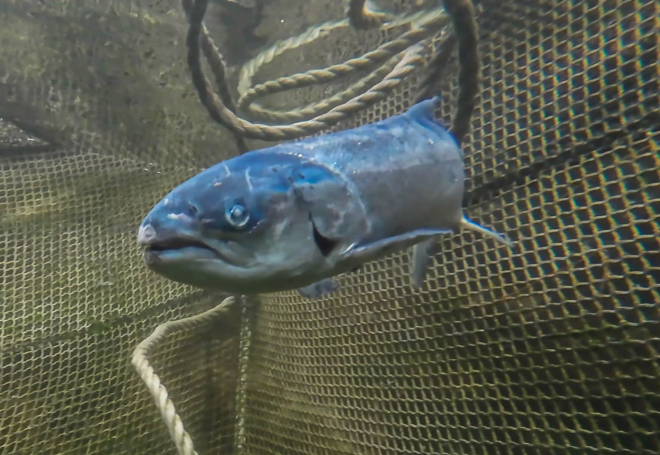 WildFish | Working To Protect Wild Fish & Their Waters