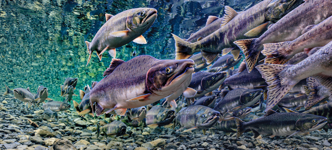 Introduced and Invasive: The species threatening UK rivers | Wildfish